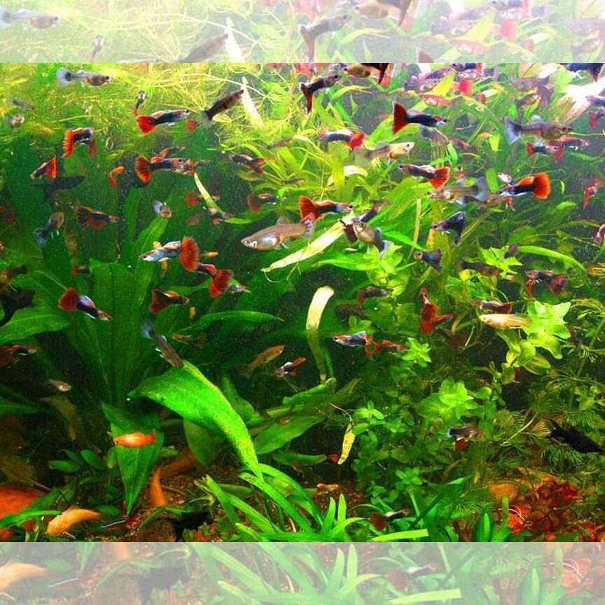 Аквариумные рыбки гуппи