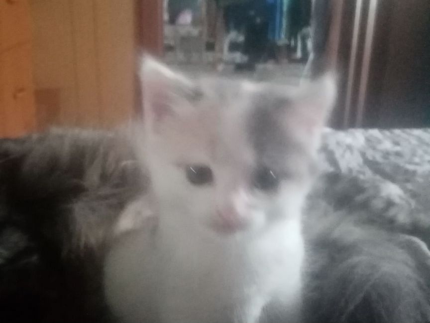 Котята мейн-кун