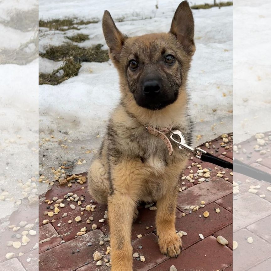 Щенок в добрые руки