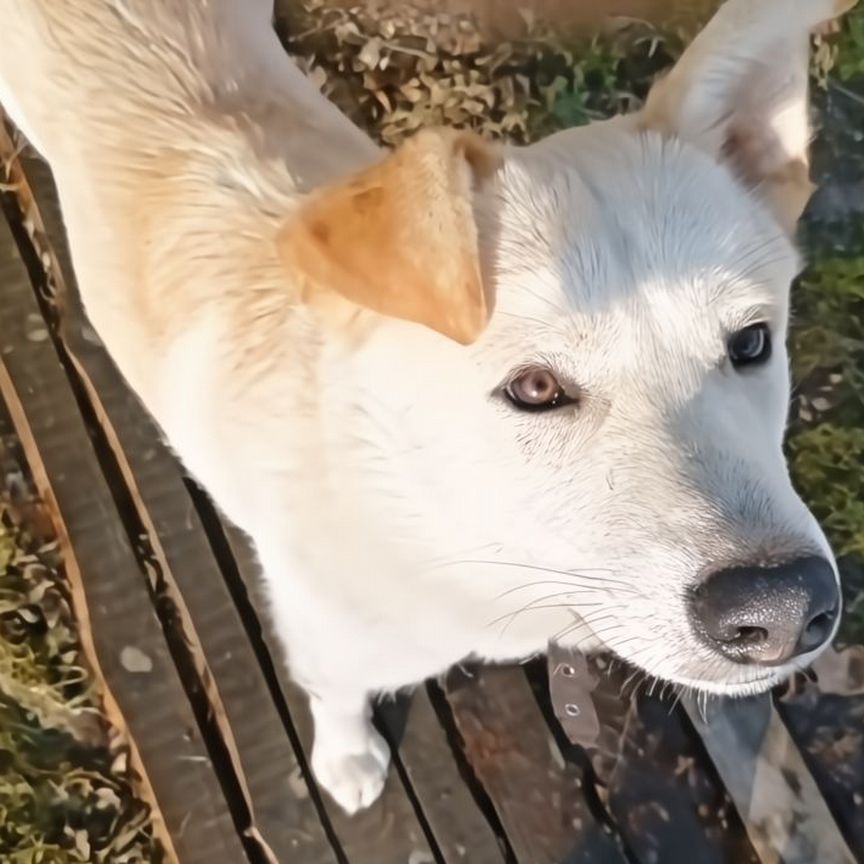 Взрослый пёс в добрые руки