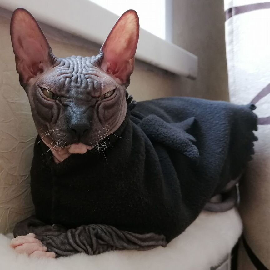 Донской сфинкс, взрослая кошка