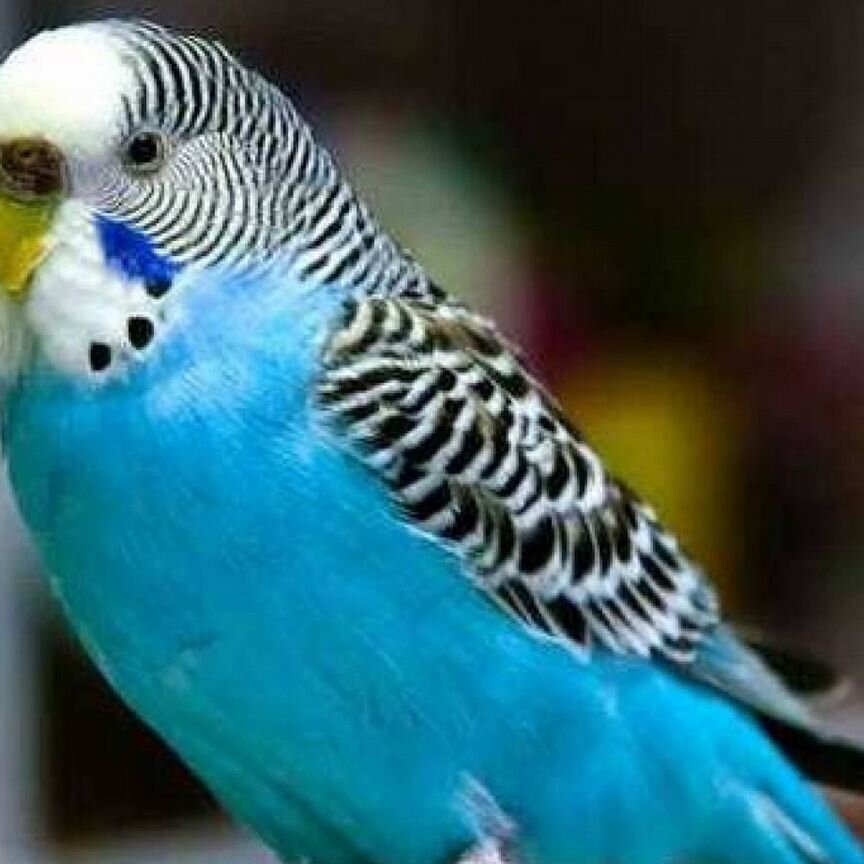 Волнистый попугай ручной