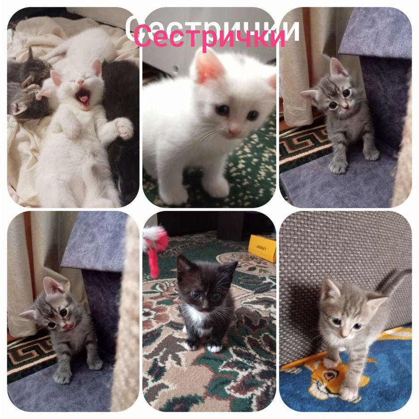 Котята в добрые руки бесплатно девочка