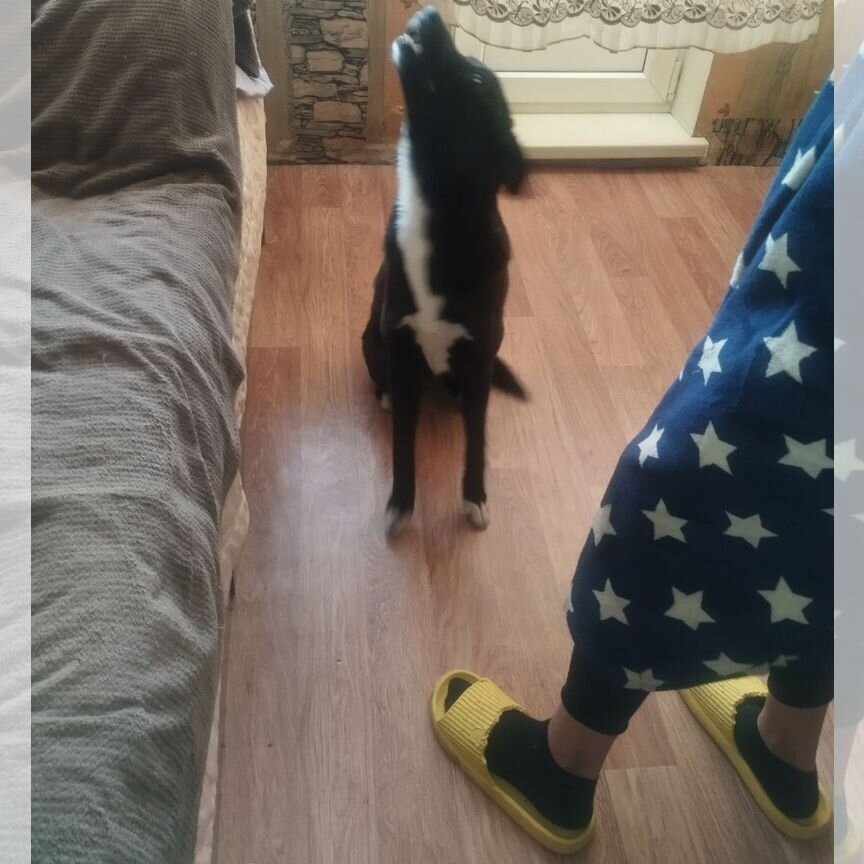 Бийи, щенок