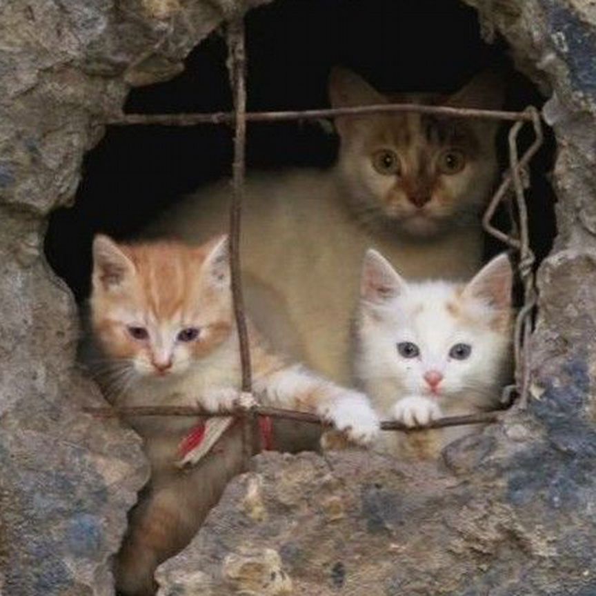 Подари новую жизнь, котёнок