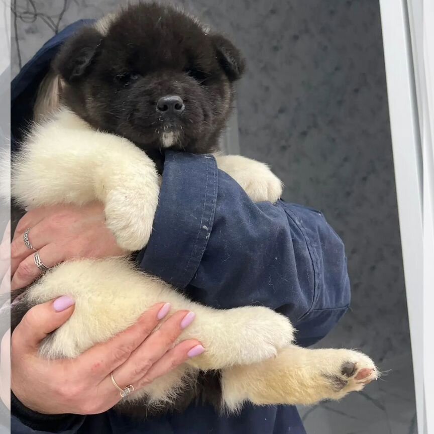 Американская акита, щенок