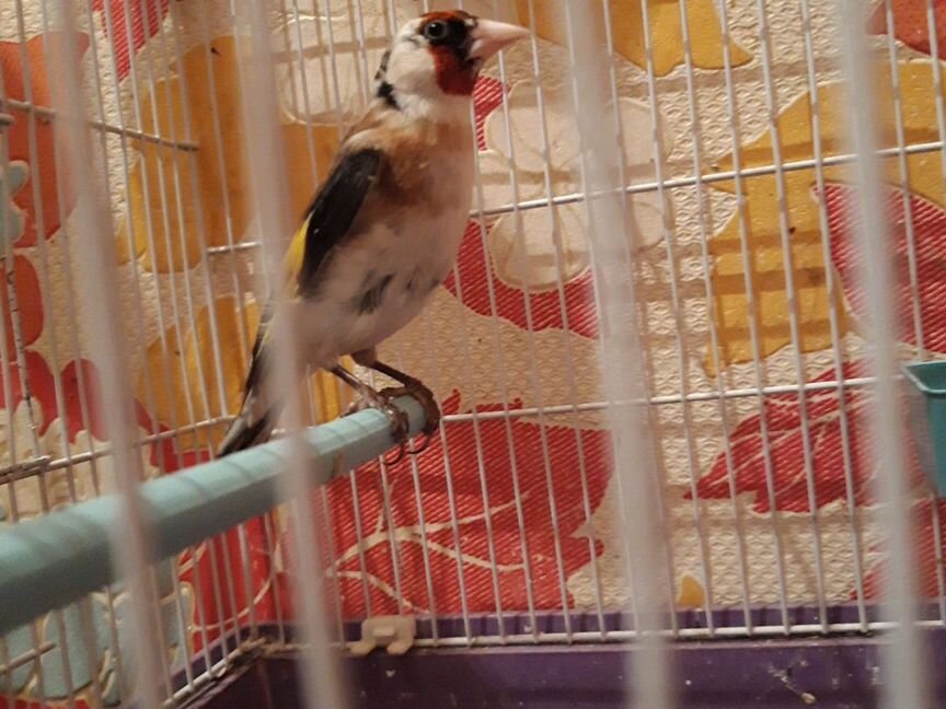 Отдам бесплатно щегол