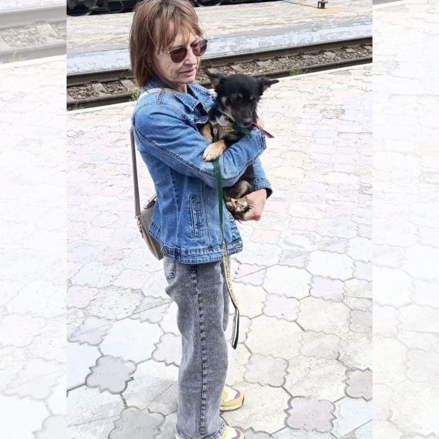 Взрослая собака в добрые руки