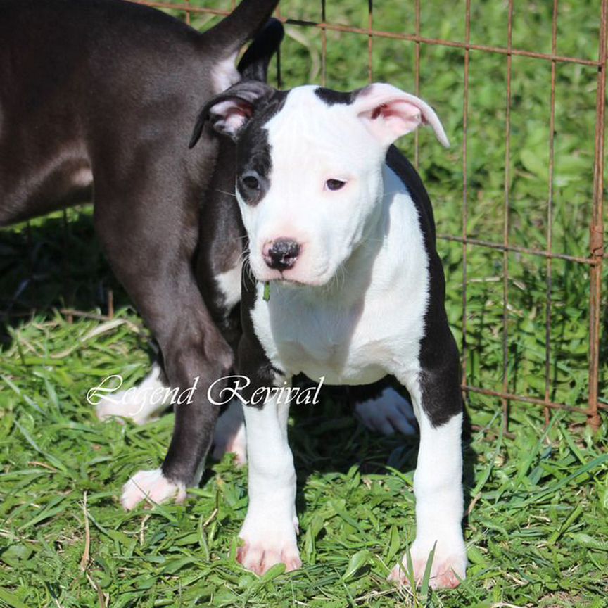 Американский стаффордширский терьер, щенок