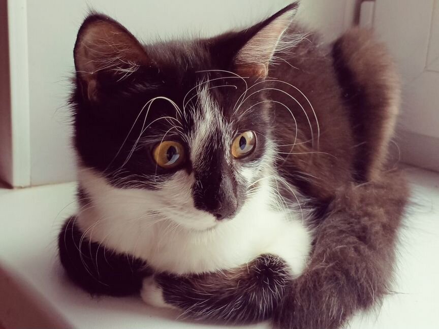 Кошки в добрые руки бесплатно