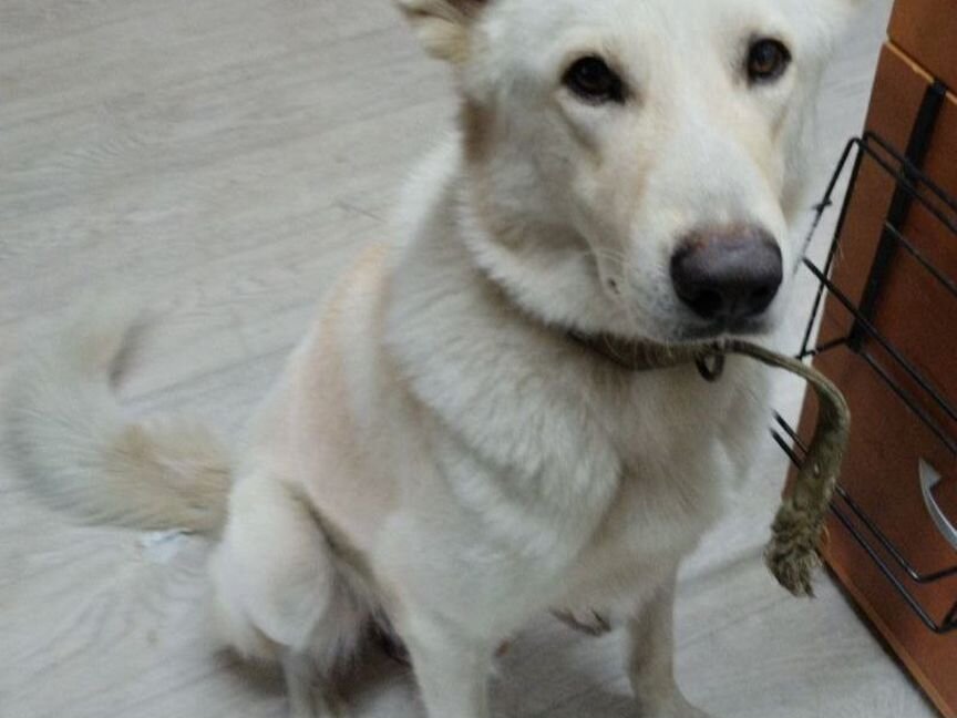 Пёс Север в добрые руки