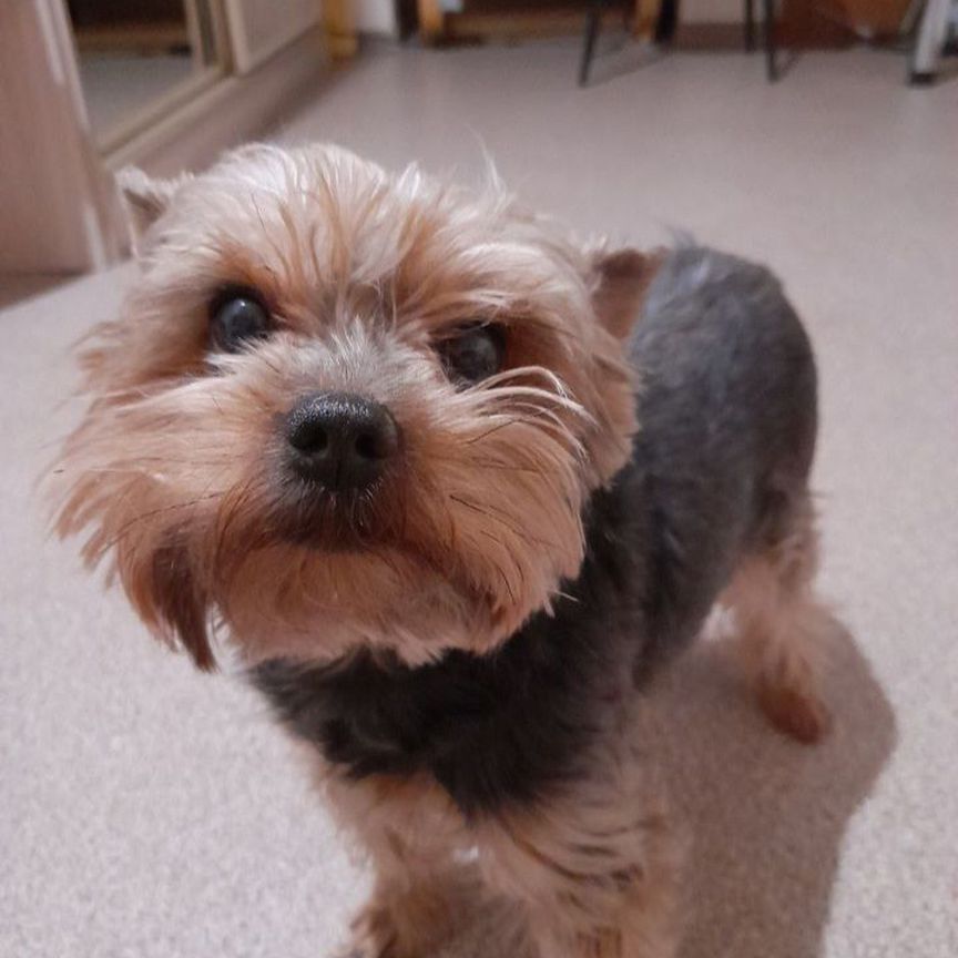 Случка собак Ёрк