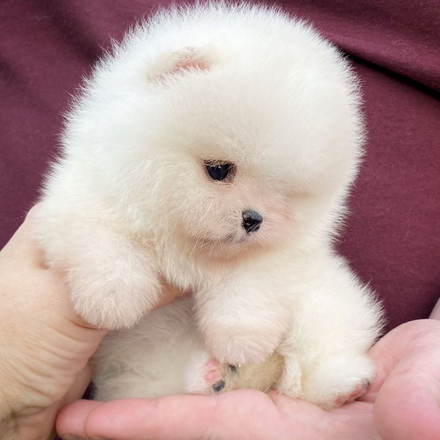 Померанский шпиц, щенок