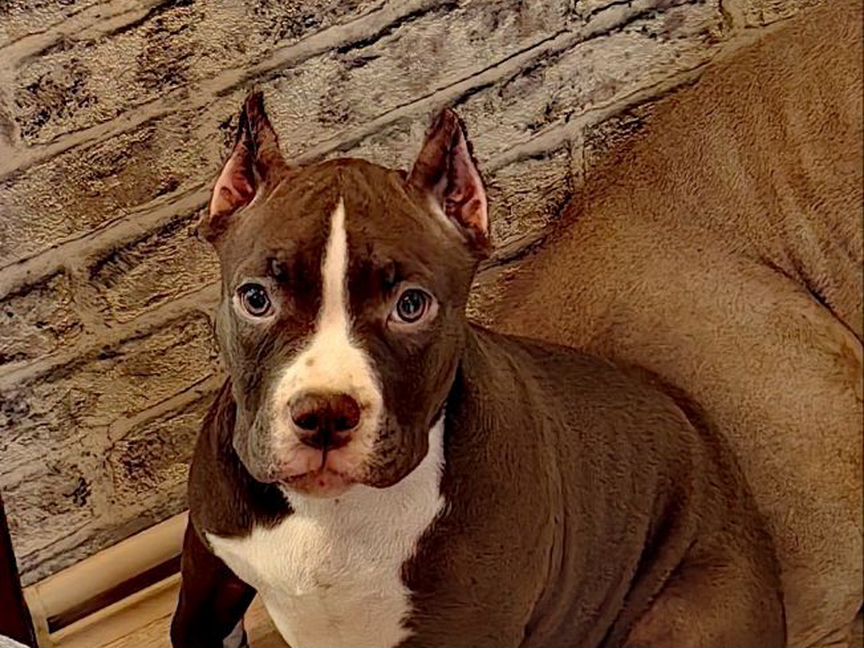 Американский булли булли щенки