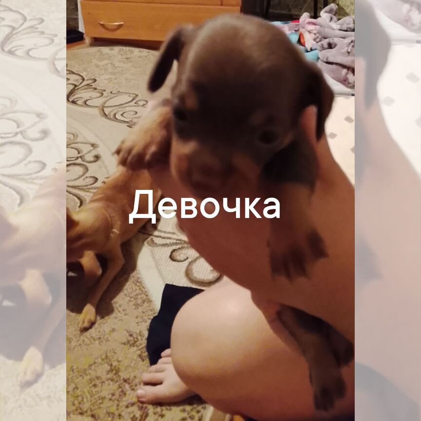 Русский той-терьер, щенок