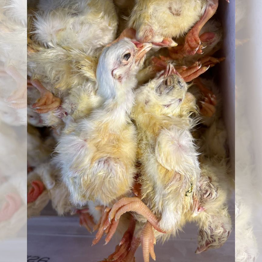 Цыплята суточные на корм