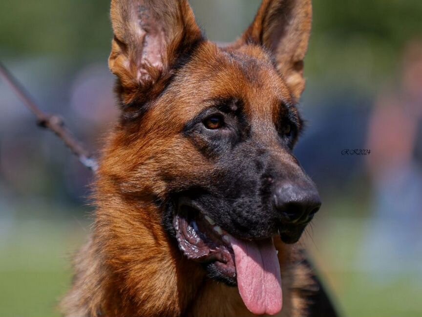 Немецкая овчарка