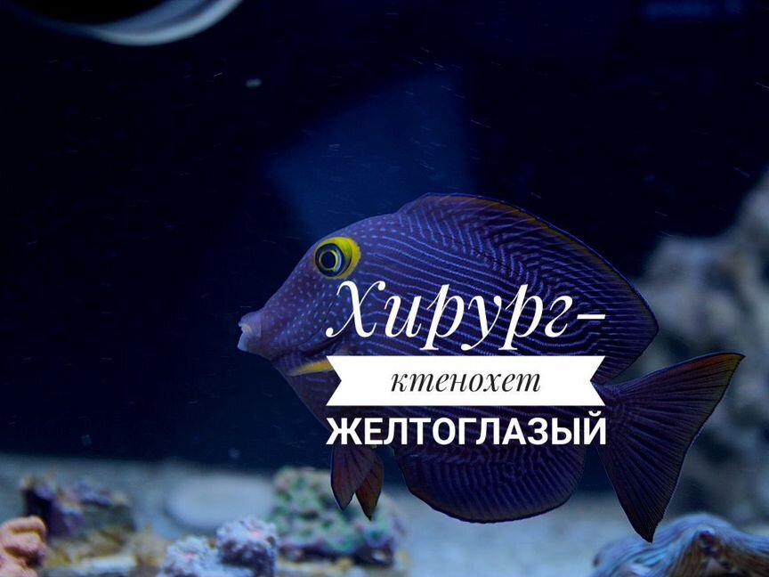 Хирург-ктеноxет желтоглазый, L(рыбка в наличии)