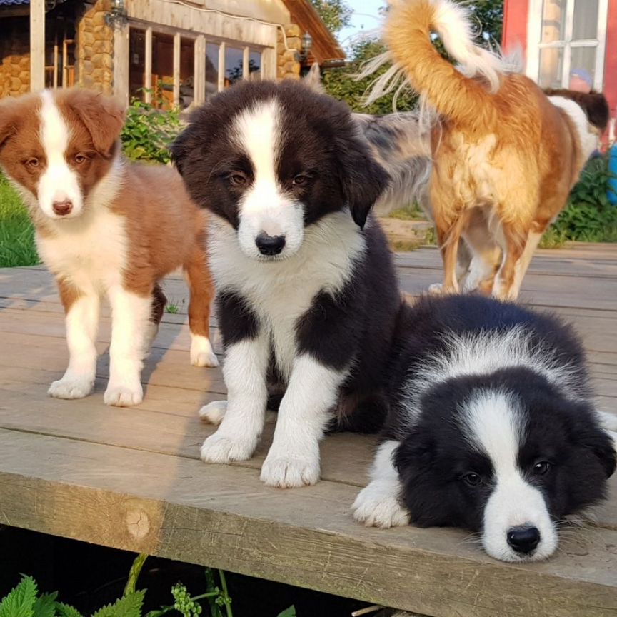 Щенки бордер колли