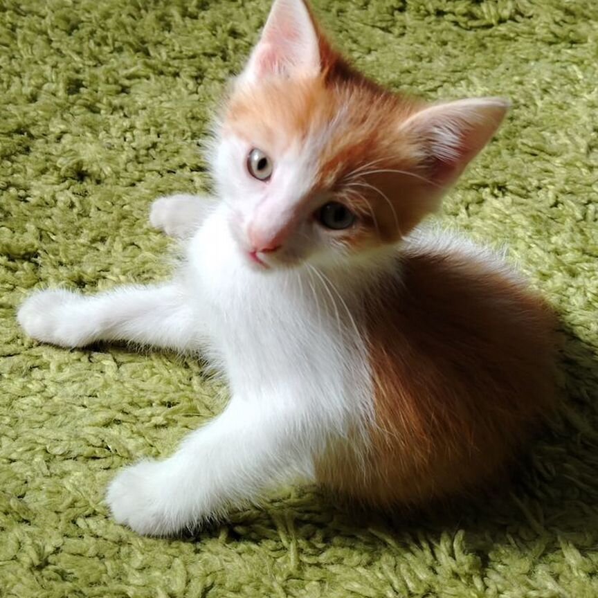 Котёнок в добрые руки
