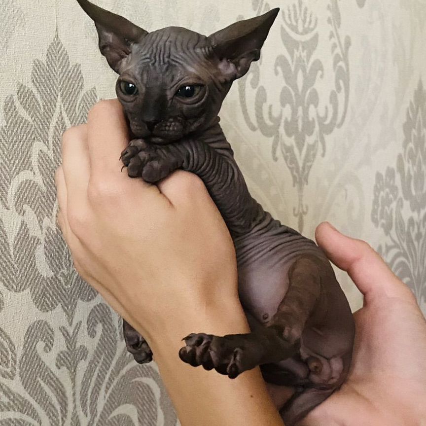 Котята донского сфинкса