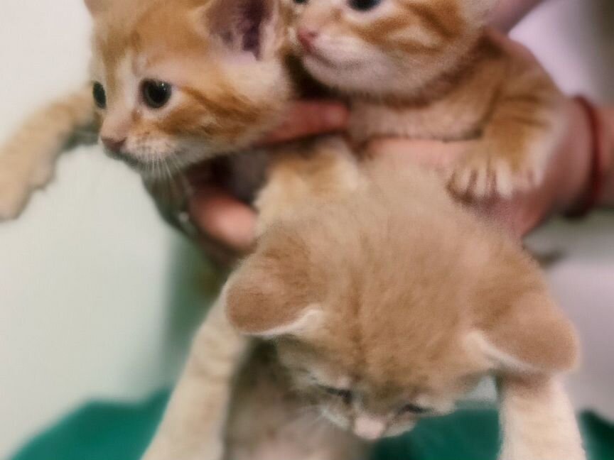 Котята рыжие бесплатно