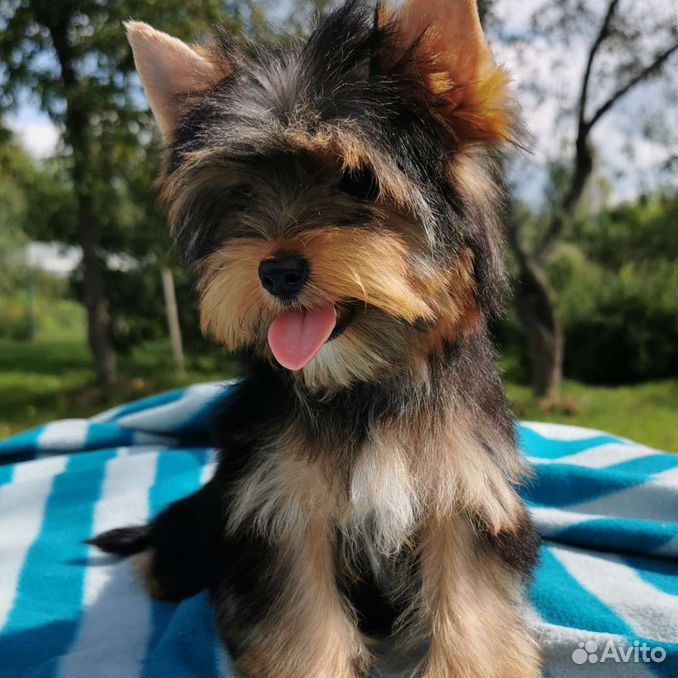 Йоркширский терьер mini