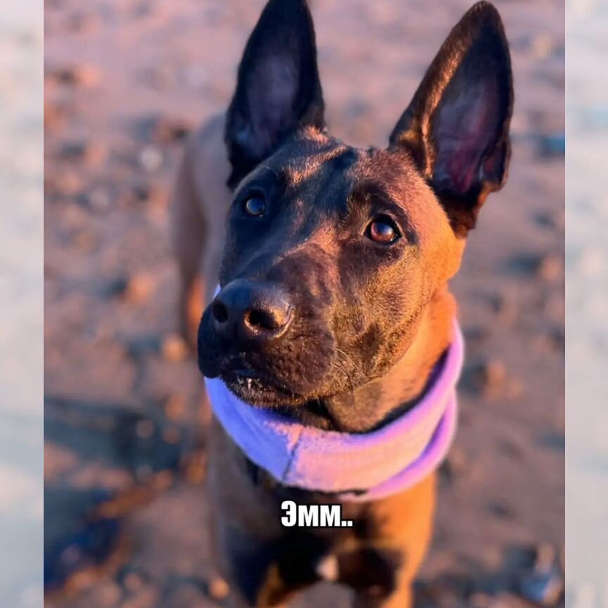 Бельгийская овчарка малинуа