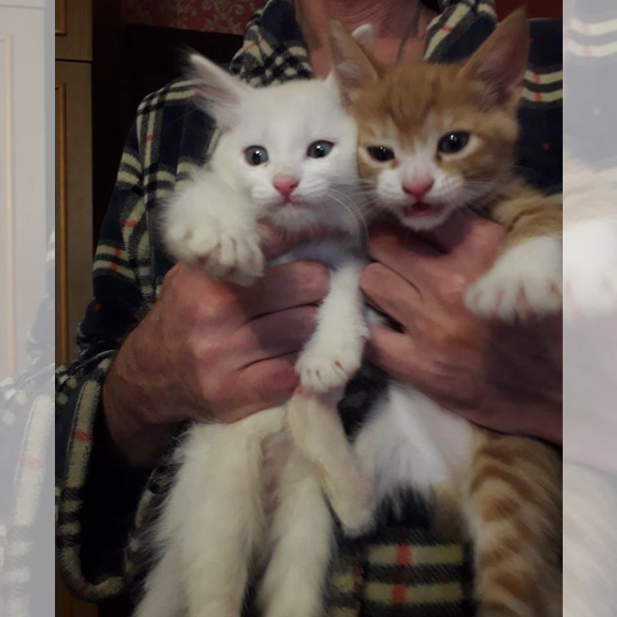 Котёнок в добрые руки