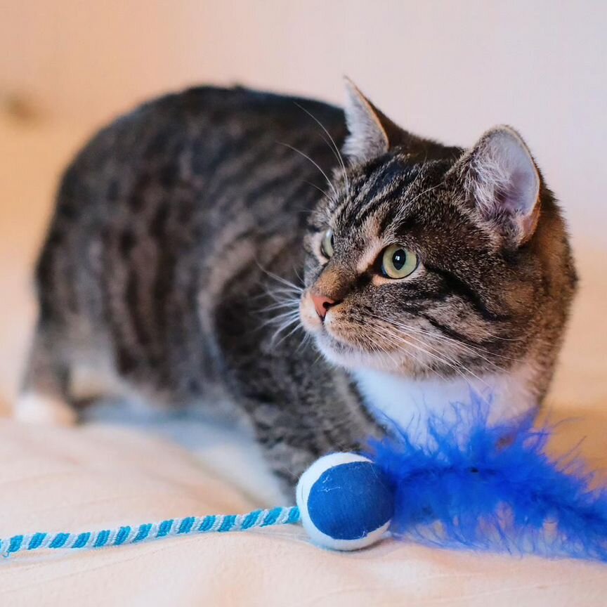 Взрослая кошка в добрые руки