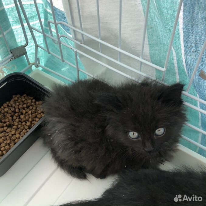 Маленькие черные котята без мамы нужен дом, в дар