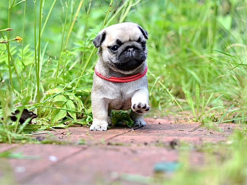 Мопсики-шмопсики