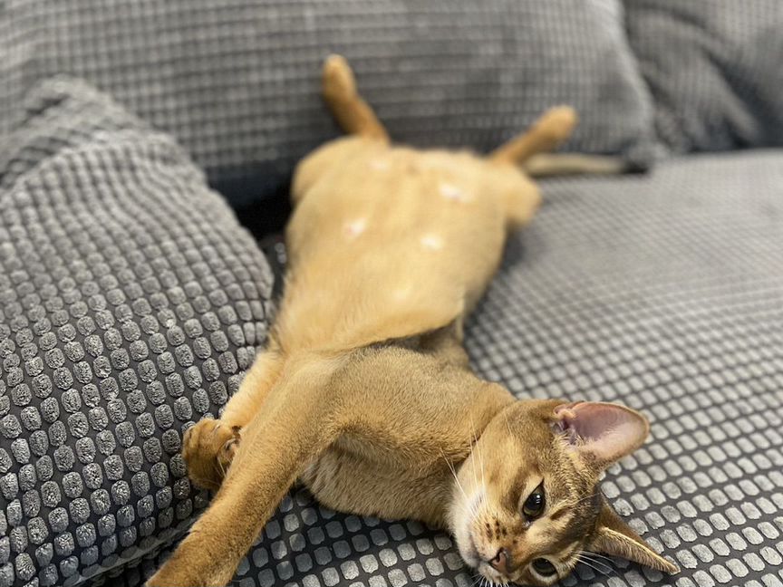 Абиссинские котята