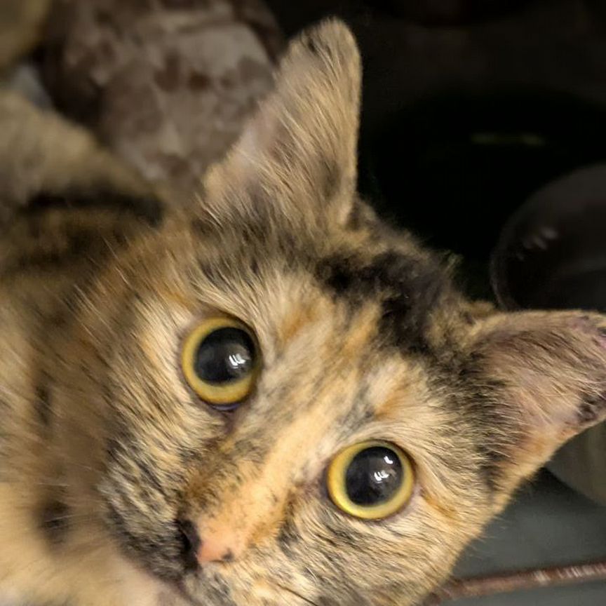 Кошки в добрые руки