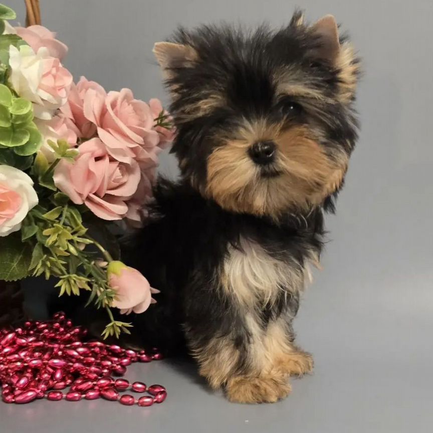 Йоркширский терьер, щенок