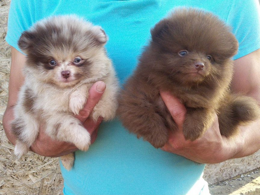 Цветные шпицы