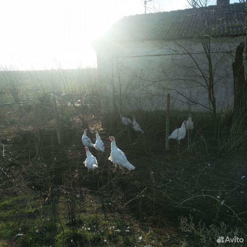 Индюки домашние