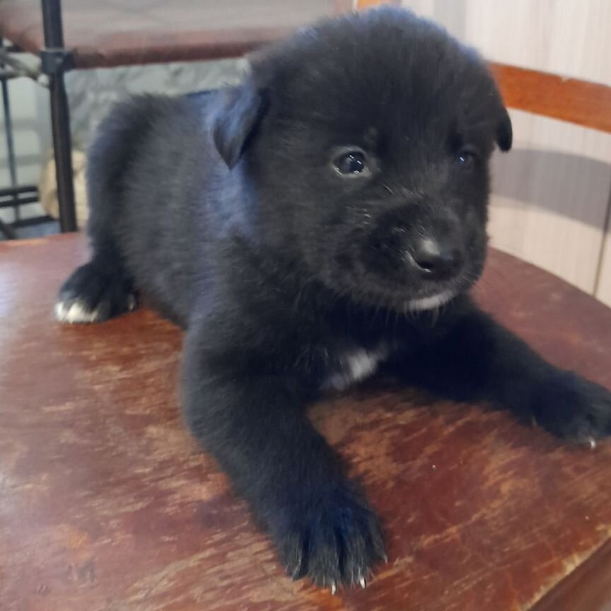 Щенок от частного владельца