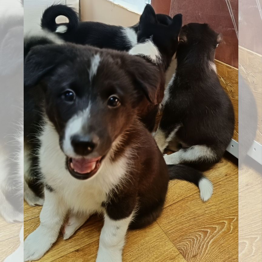 Восточносибирская лайка, щенок