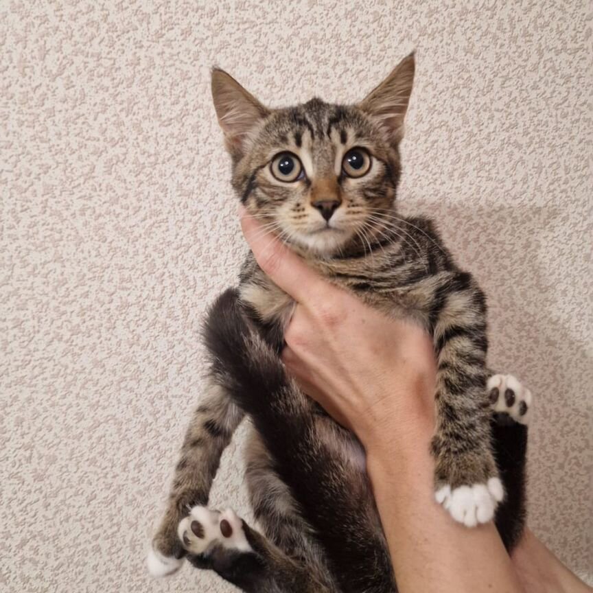 Классная кошечка в добрые руки