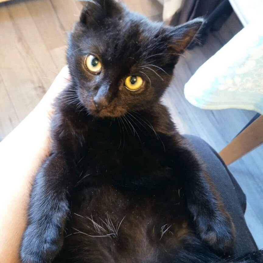 Чудо котёнок в добрые руки