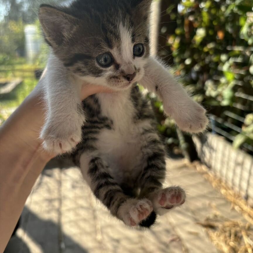 Котята от кошки мышеловки