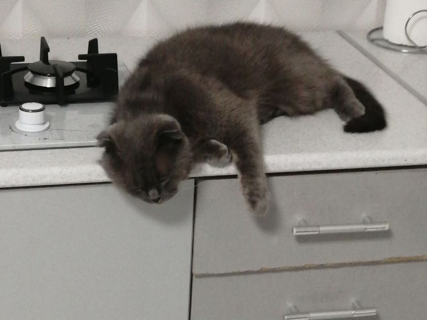 Кот Жорик бесплатно