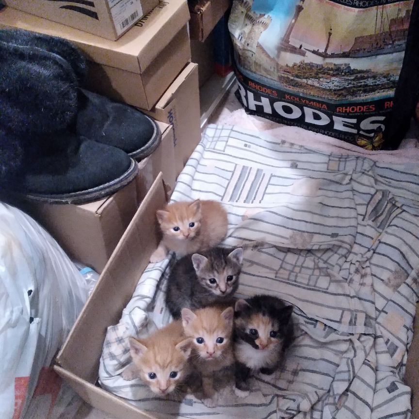 Отдам бесплатно котят