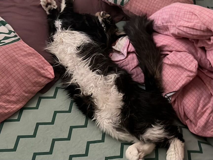 Мэйн Кун бесплатно