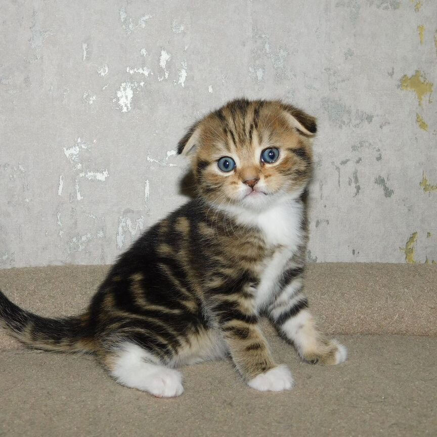 Шотландские вислоухие котята