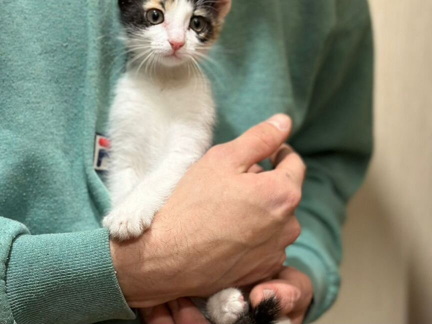 Котенок 2 месяца, девочка