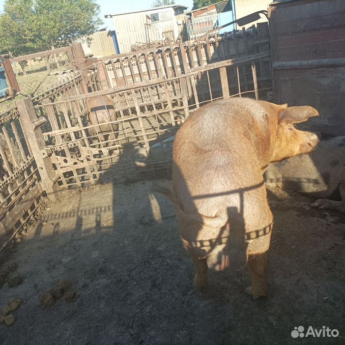 Продам хряка