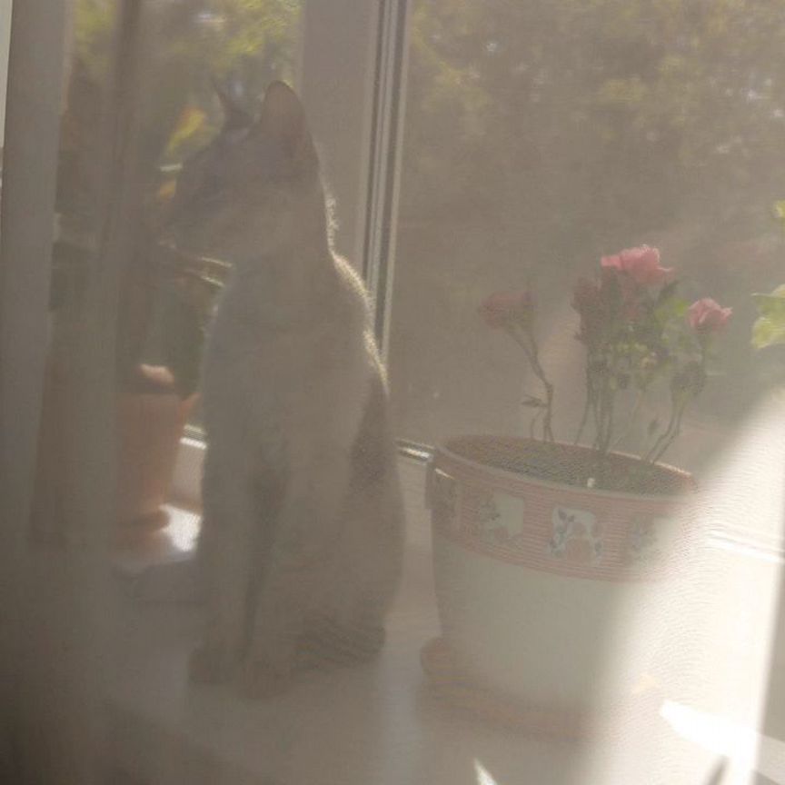 Отдам в добрые руки кошечку