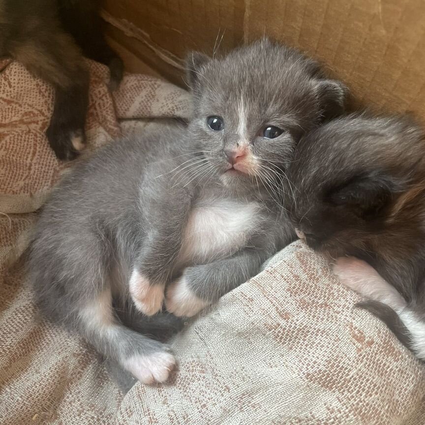 Котенок серый